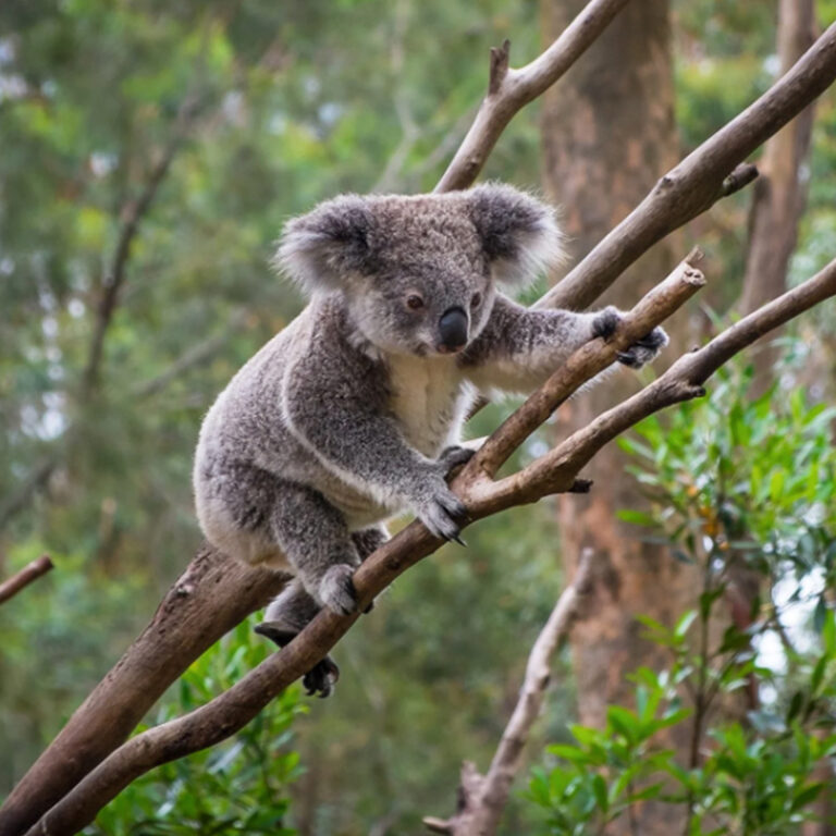 Drop bear – Hoaxopedia